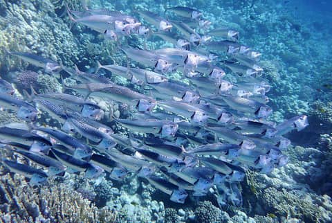 6 Fakta Ikan Tenggiri, Perenang Cepat yang Bernilai Ekonomi | IDN Times