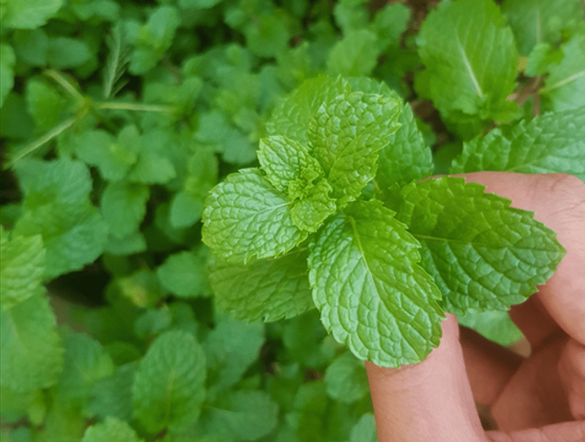 Resep Es Lemon Daun Mint untuk Buka Puasa, Segar Melegakan! | IDN Times