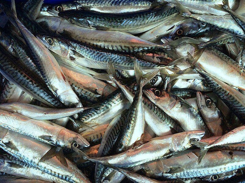 6 Fakta Ikan Tenggiri, Perenang Cepat yang Bernilai Ekonomi | IDN Times