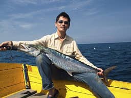 6 Fakta Ikan Tenggiri, Perenang Cepat yang Bernilai Ekonomi | IDN Times