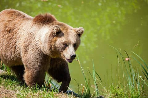 4 Hewan dengan Pola Hibernasi yang Rumit di Habitatnya | IDN Times