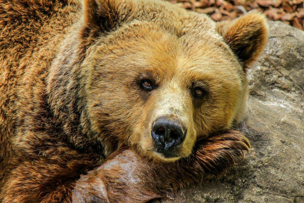 4 Hewan dengan Pola Hibernasi yang Rumit di Habitatnya | IDN Times