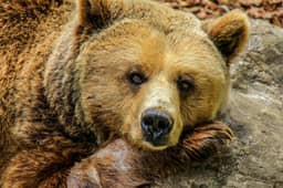 4 Hewan dengan Pola Hibernasi yang Rumit di Habitatnya | IDN Times