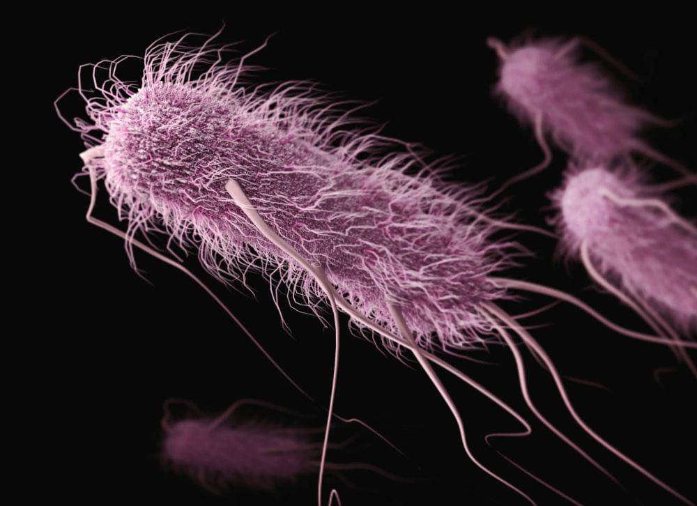 Penyakit Karena Bakteri Salmonella dan E. coli, | IDN Times