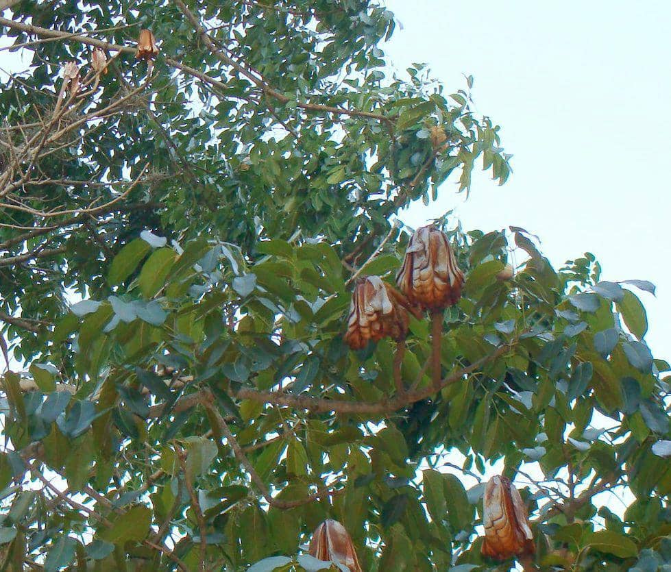 7 Fakta Pohon Mahoni, Tanaman Multifungsi dengan Segudang Ma | IDN Times