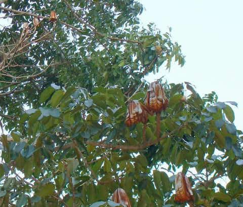 7 Fakta Pohon Mahoni, Tanaman Multifungsi dengan Segudang Ma | IDN Times