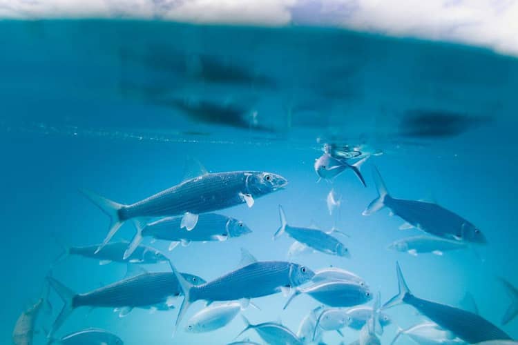 Contoh Hewan Vertebrata dan Klasifikasinya | IDN Times
