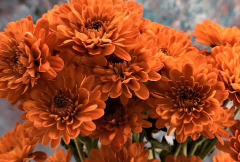 5 Manfaat Bunga Krisan di Rumah, Cantik dan Punya Khasiat Tersembunyi ...