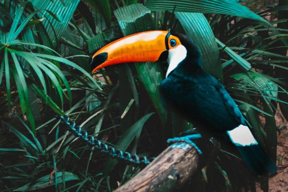 Fakta Ilmiah dari Paruh Besar pada Burung Toucan | IDN Times