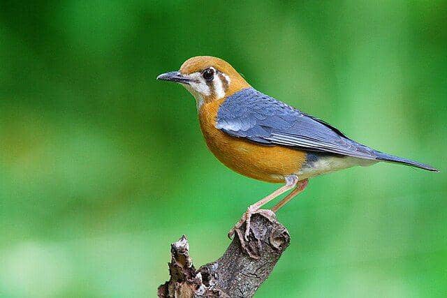 10 Burung Kicau yang Kerap Digunakan Lomba | IDN Times