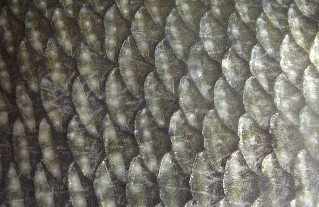 Mengenal Fungsi Sisik Ikan, Perisai Pertahanan Diri Kaya Man | IDN Times