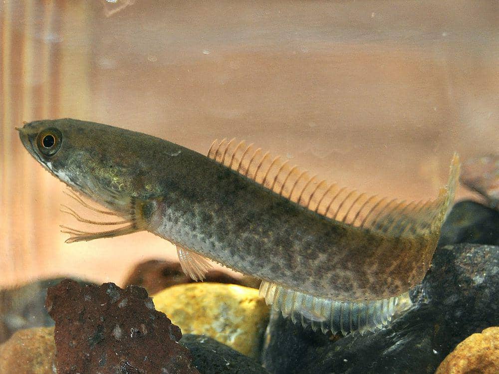 5 Ikan Gabus Unik asli Indonesia, Ikan Favorit Pemancing | IDN Times Jateng