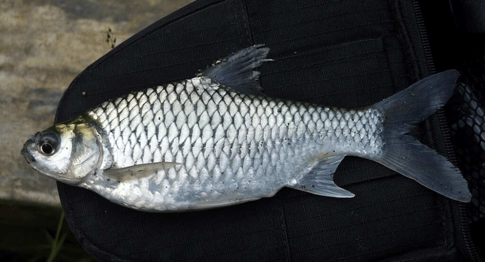 5 Fakta Menarik Ikan Tawes, Punya Daging Lembut Rasa Manis | IDN Times ...