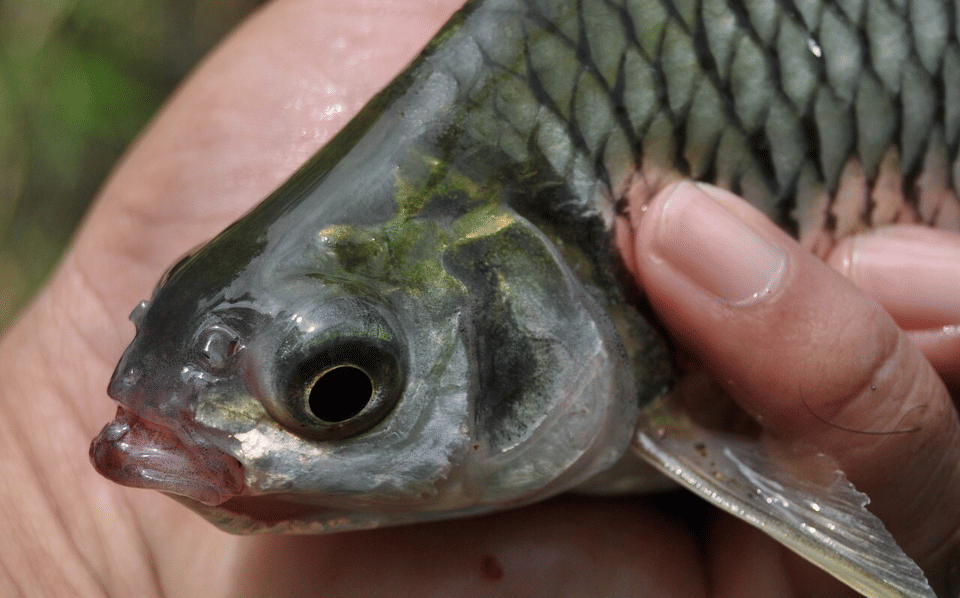 5 Fakta Menarik Ikan Tawes, Punya Daging Lembut Rasa Manis | IDN Times ...