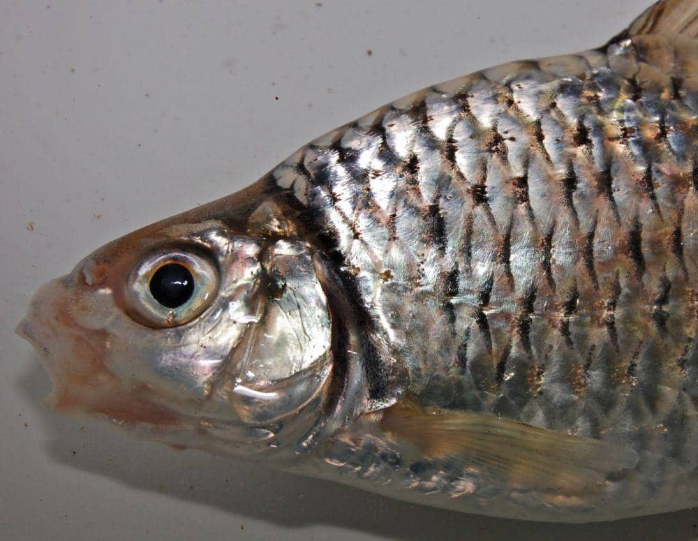 5 Fakta Menarik Ikan Tawes, Punya Daging Lembut Rasa Manis | IDN Times ...