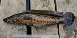 5 Ikan Gabus Unik asli Indonesia, Ikan Favorit Pemancing | IDN Times Jateng