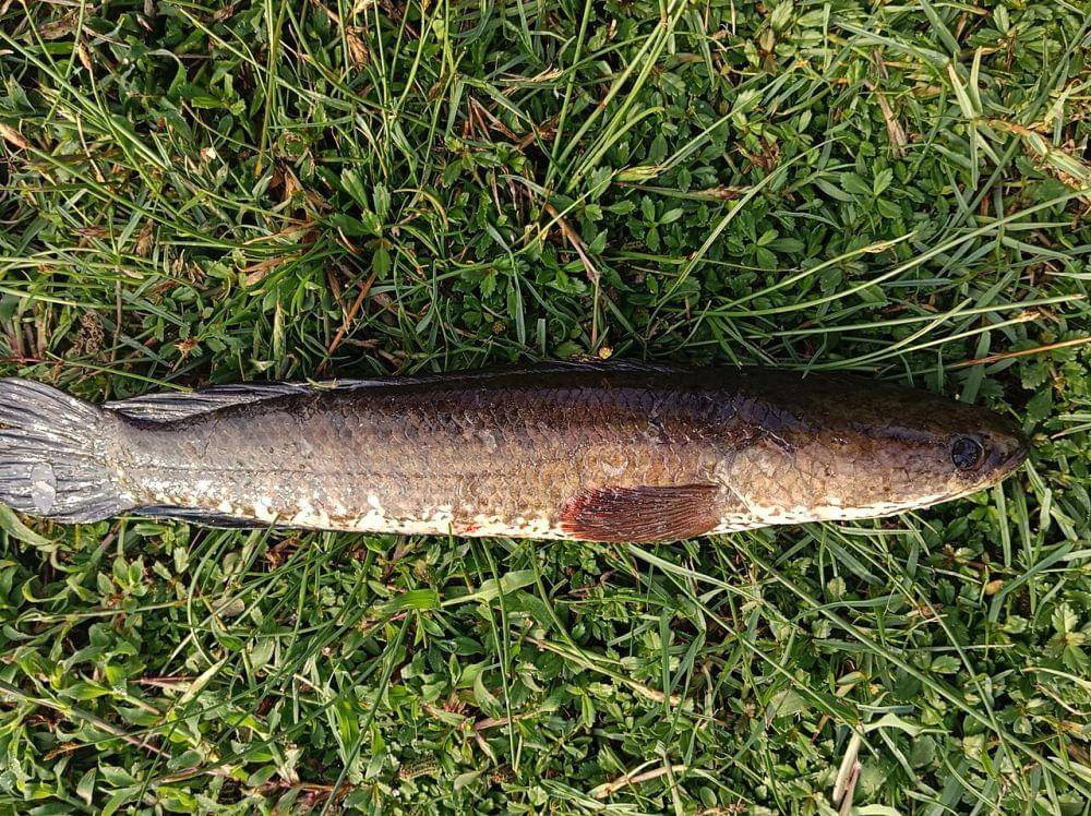 5 Ikan Gabus Unik asli Indonesia, Ikan Favorit Pemancing | IDN Times Jateng