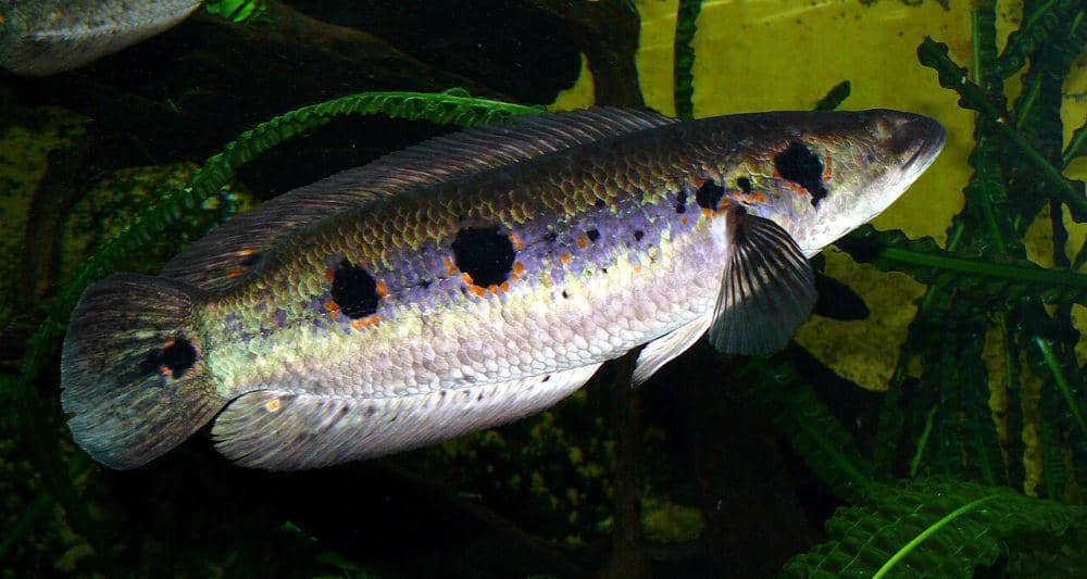 5 Ikan Gabus Unik asli Indonesia, Ikan Favorit Pemancing | IDN Times Jateng