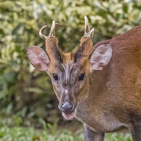 5 Fakta Kijang Muncak, Punya Kepala yang Unik | IDN Times