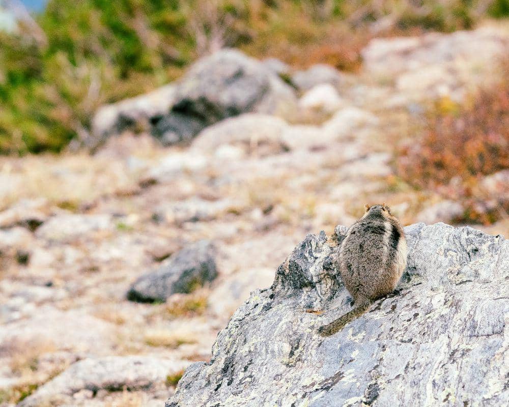 5 Fakta Pika, Hewan Kecil yang Terlihat seperti Kelinci | IDN Times