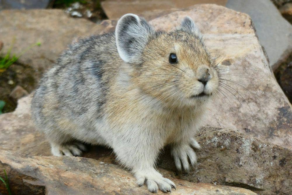 5 Fakta Pika, Hewan Kecil yang Terlihat seperti Kelinci | IDN Times