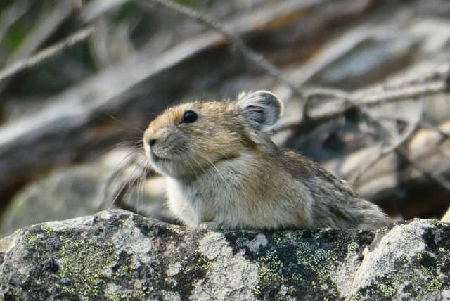 5 Fakta Pika, Hewan Kecil yang Terlihat seperti Kelinci | IDN Times