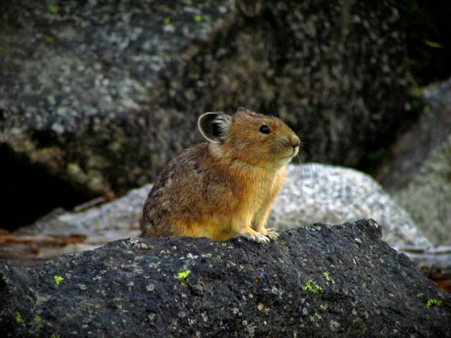 5 Fakta Pika, Hewan Kecil yang Terlihat seperti Kelinci | IDN Times