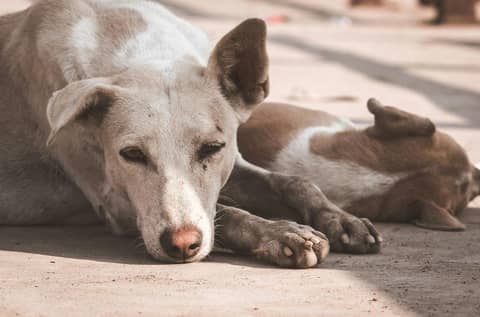 4 Bahaya Dijilat Anjing Liar di Jalan, Jangan Sembarangan! | IDN Times