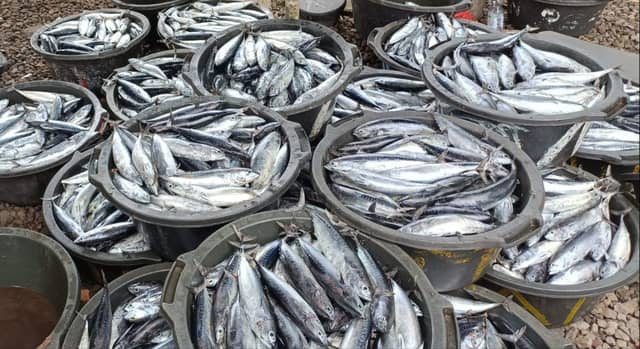 Harga Daging dan Pangan di Bali 6 Mei 2026 | IDN Times Bali