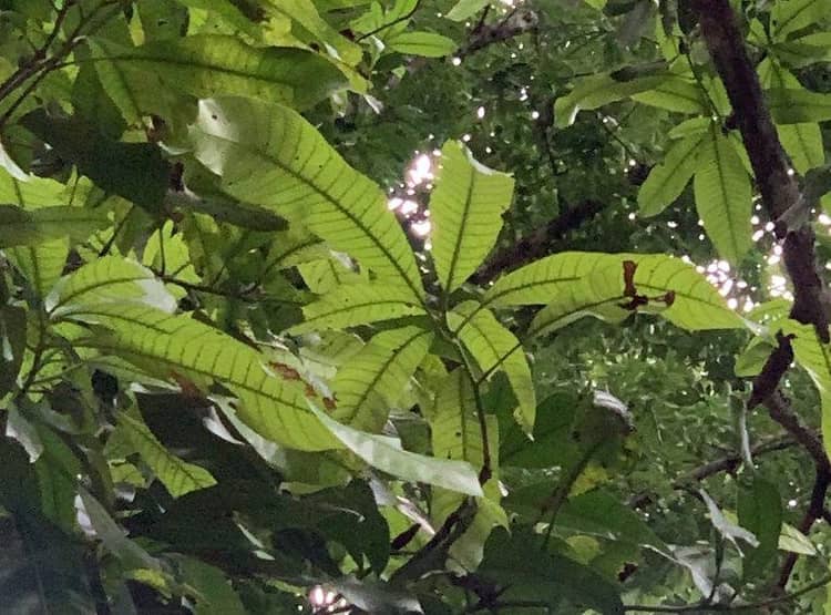 5 Fakta Tumbuhan Kasturi, Flora Endemik Pulau Kalimantan | IDN Times