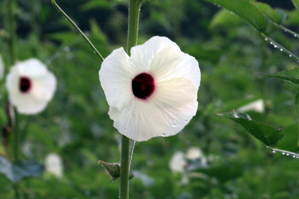 5 Fakta Menarik Kenaf, Tumbuhan Sumber Serat yang Ramah Ling | IDN Times