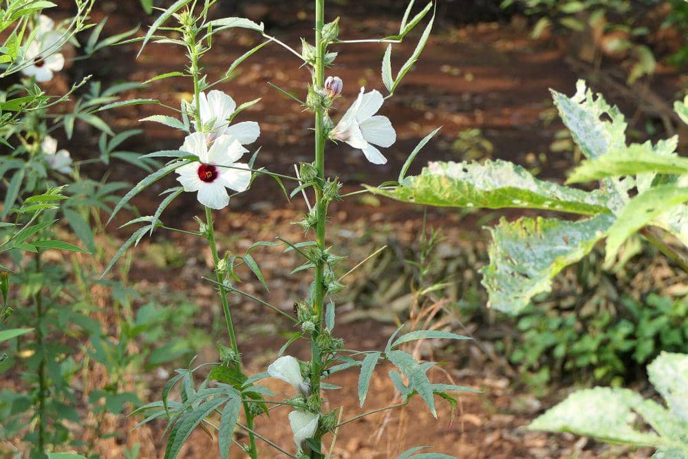 5 Fakta Menarik Kenaf, Tumbuhan Sumber Serat yang Ramah Ling | IDN Times