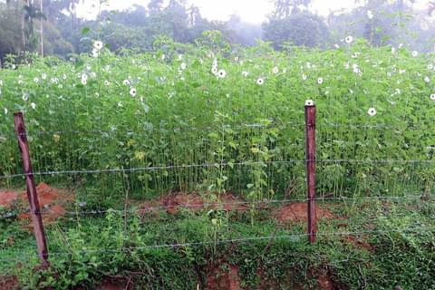 5 Fakta Menarik Kenaf, Tumbuhan Sumber Serat yang Ramah Ling | IDN Times