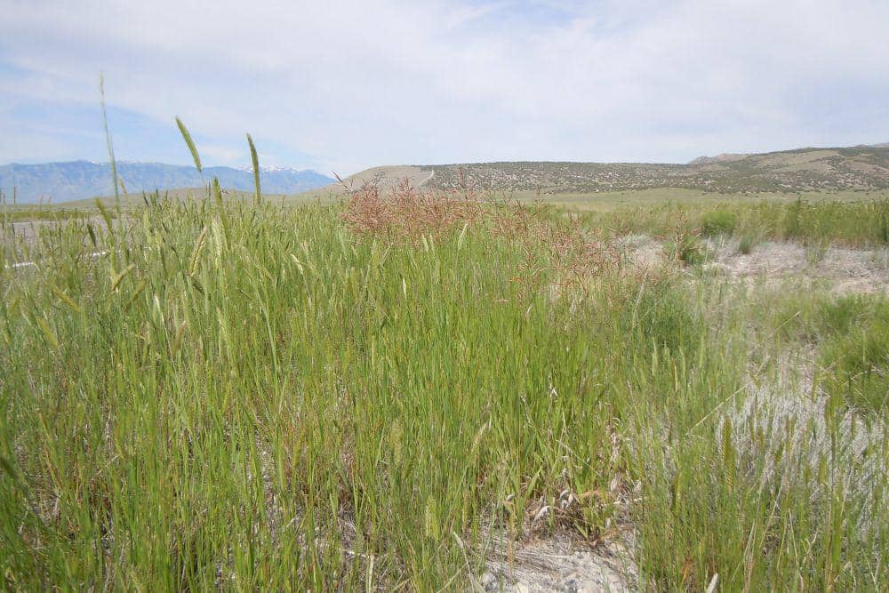 6 Fakta Menarik Stepa, Padang Rumput Kering dan Dingin | IDN Times