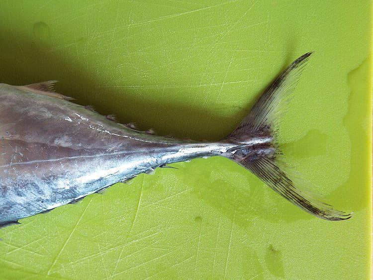 Mengenal 5 Jenis Sirip Ikan, Berbeda Letak dan Fungsi | IDN Times Bali