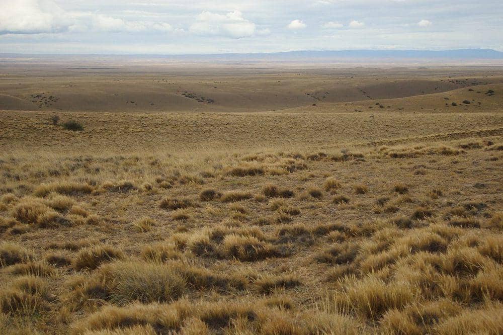 6 Fakta Menarik Stepa, Padang Rumput Kering dan Dingin | IDN Times