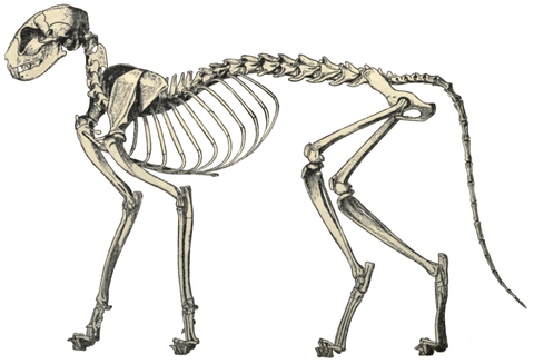 6 Fakta Anatomi Kucing, Punya 230 Tulang Rangka Fleksibel | IDN Times ...