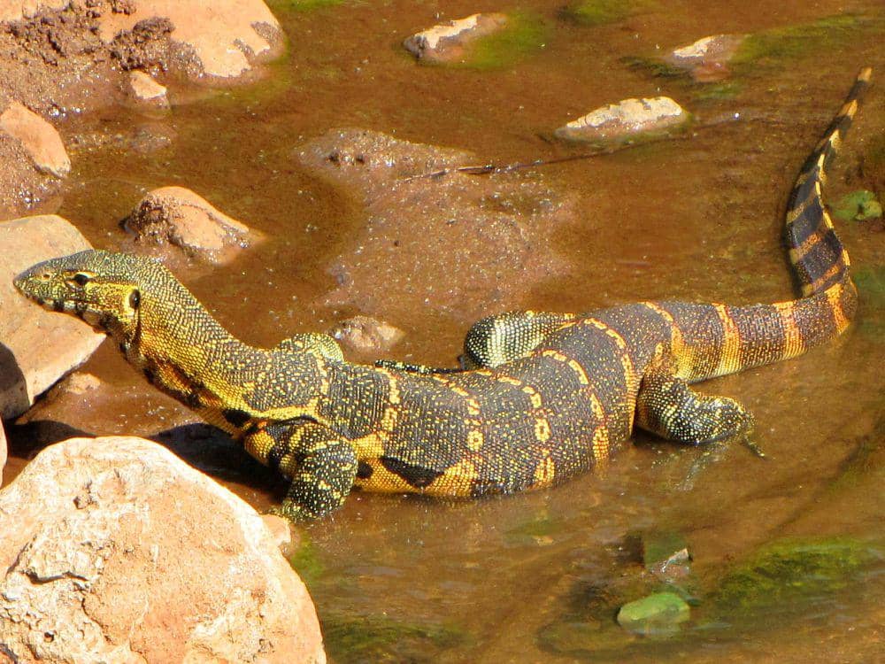 4 Reptil Ganas Berada di Sungai Nil, Biawak Nil Adalah Preda | IDN Times