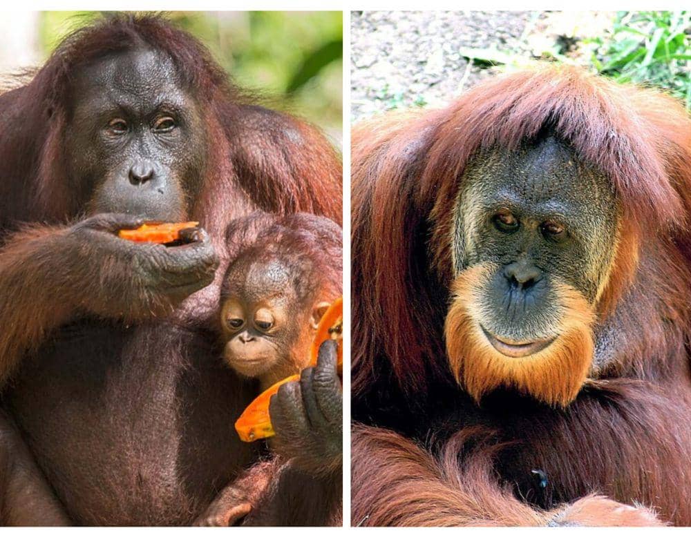 5 Fakta Anatomi Eksternal dari Orang Utan, Ada Tiga Spesies | IDN Times