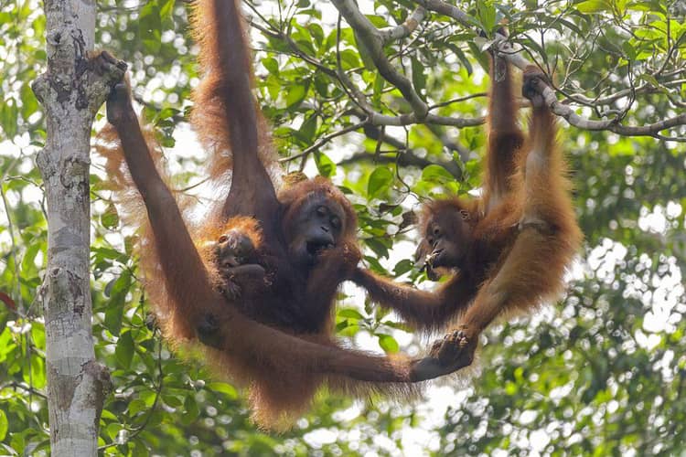5 Fakta Anatomi Eksternal dari Orang Utan, Ada Tiga Spesies | IDN Times