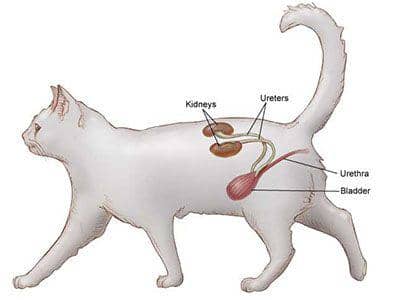 6 Fakta Anatomi Kucing, Punya 230 Tulang Rangka Fleksibel | IDN Times ...