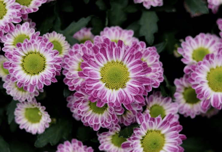 5 Manfaat Bunga Krisan di Rumah, Cantik dan Punya Khasiat Tersembunyi ...