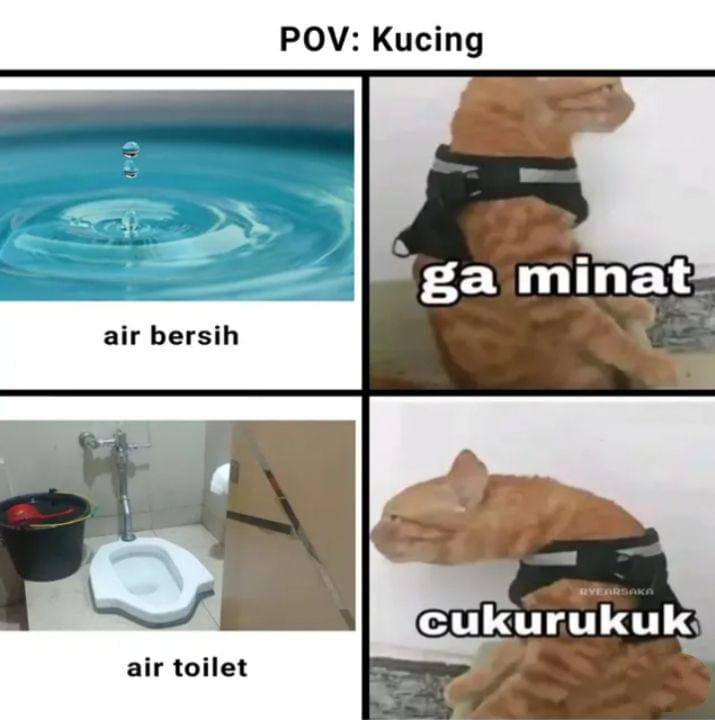7 Meme Kucing Cukurukuk vs. Gak Minat | IDN Times
