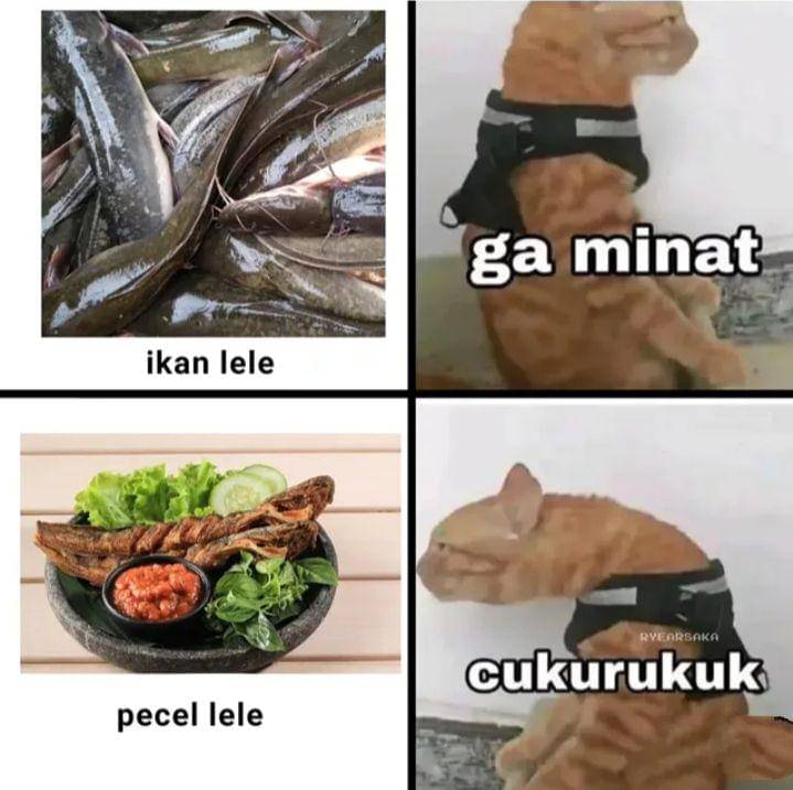 7 Meme Kucing Cukurukuk vs. Gak Minat | IDN Times