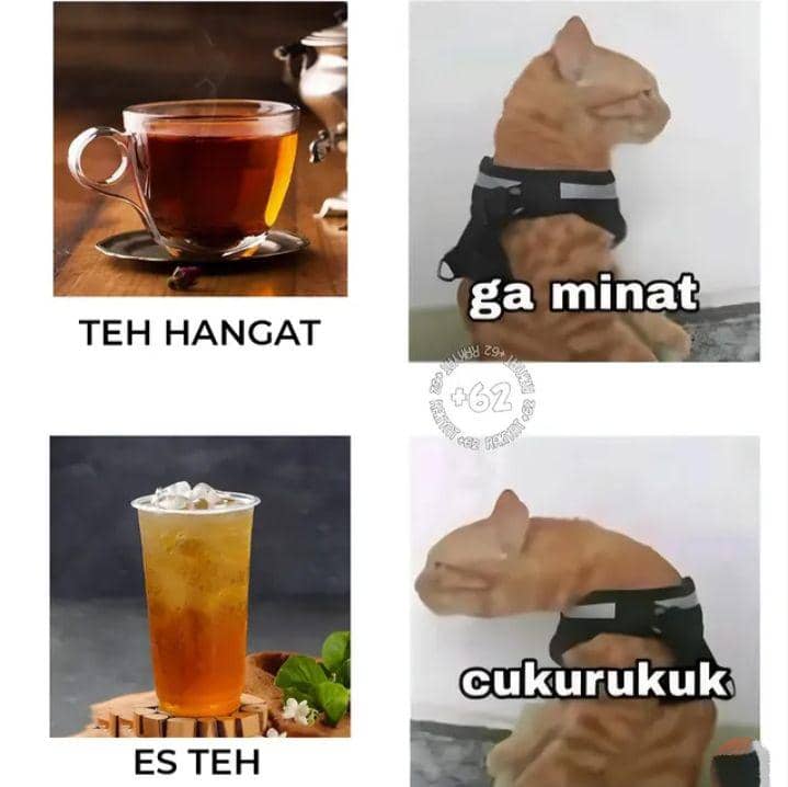 7 Meme Kucing Cukurukuk vs. Gak Minat | IDN Times