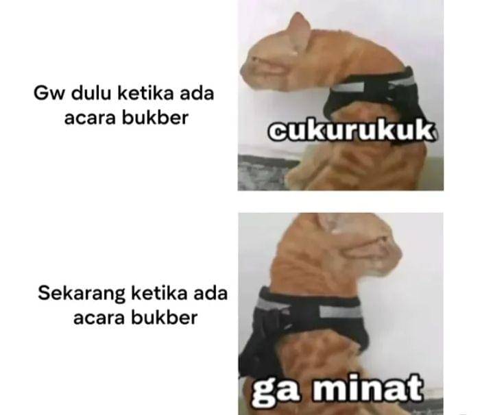 7 Meme Kucing Cukurukuk vs. Gak Minat | IDN Times
