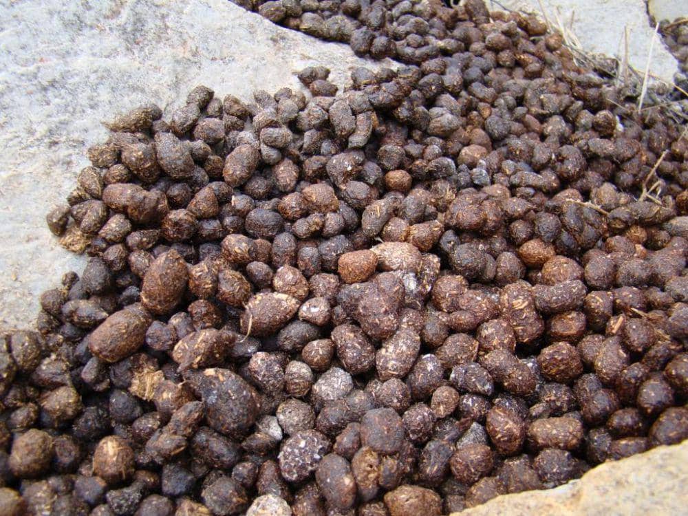 5 Fakta Unik Hyrax Awawa, Kerabat Mungil Gajah yang Viral | IDN Times