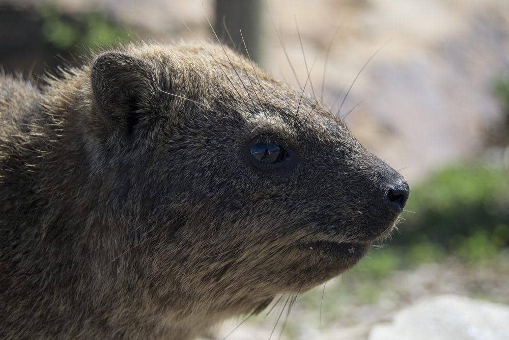 5 Fakta Unik Hyrax Awawa, Kerabat Mungil Gajah yang Viral | IDN Times