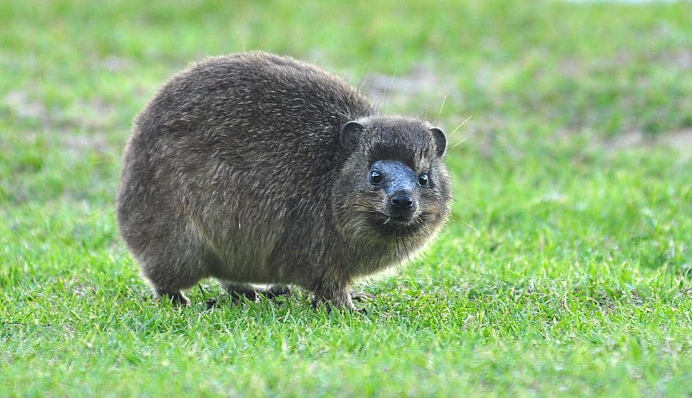 5 Fakta Unik Hyrax Awawa, Kerabat Mungil Gajah yang Viral | IDN Times