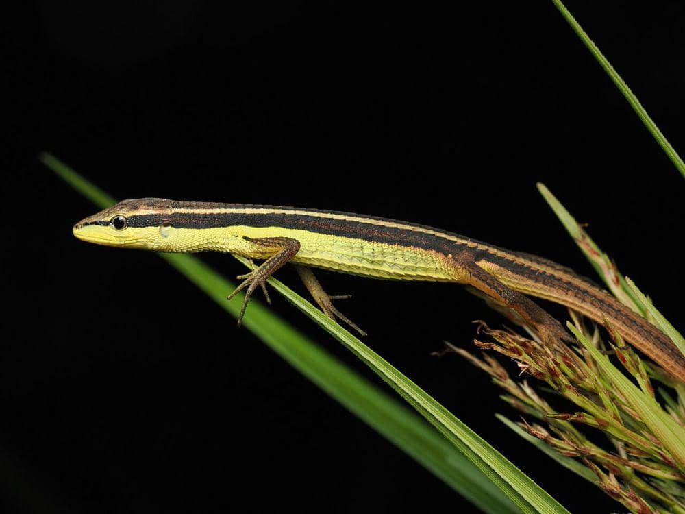 5 Kadal yang Cocok Dipelihara Pemula, Perawatannya Gak Ribet | IDN Times